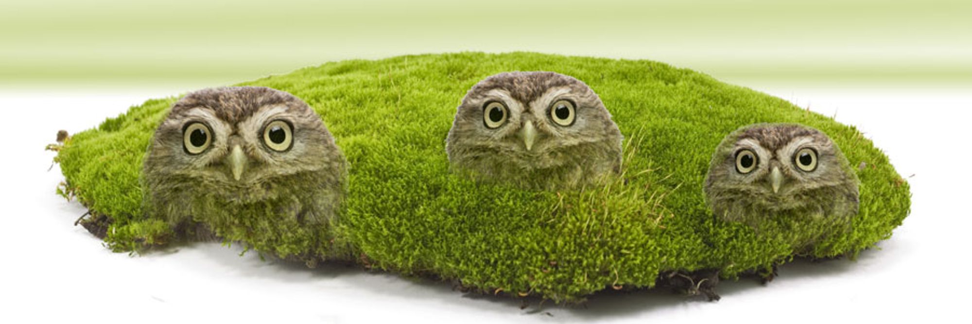 Ugler i mosen hos Olympus